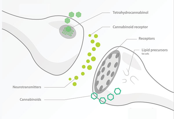 The Endocannabinoid System (ECS) - Southern Comfort Marijuana Clinic